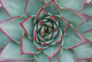 Creating Balanced Logos with the Golden Ratio - Logo Coast