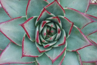 Creating Balanced Logos with the Golden Ratio - Logo Coast